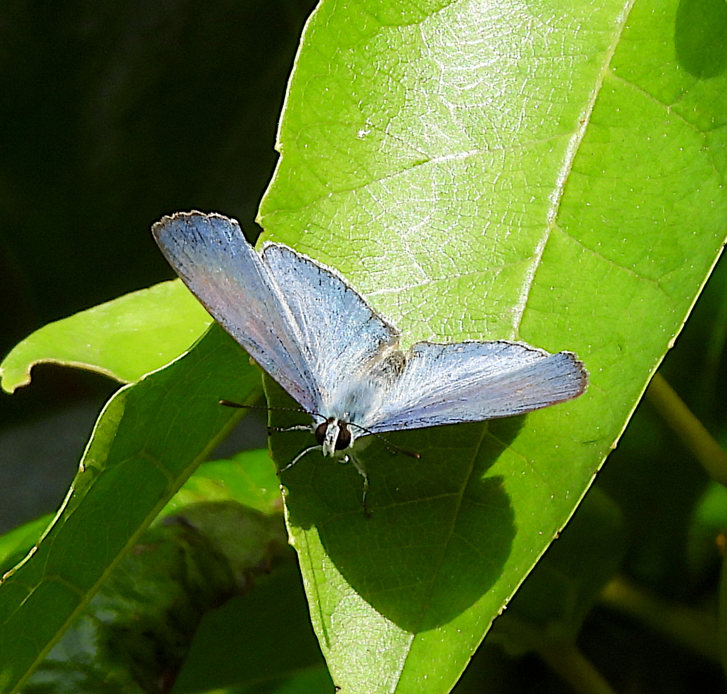 Common Pencilled Blue from Iluka NSW 2466, Australia on January 5, 2024 ...