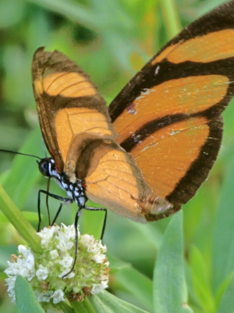Eueides lybia from Brownsweg, Suriname on January 5, 2024 at 08:10 AM ...