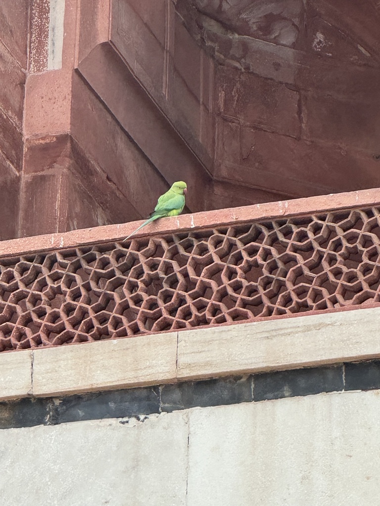 Rose-ringed Parakeet from Nizamuddin East, New Delhi, DL, IN on January ...