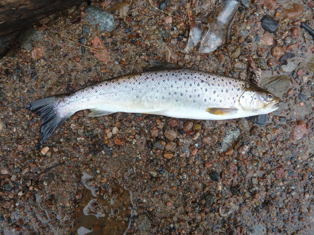 Brown Trout from Серово, Санкт-Петербург, Россия on April 2, 2017 at 12 ...