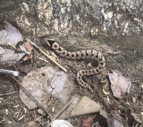 Night Adders (Causus) - Snakes and Lizards