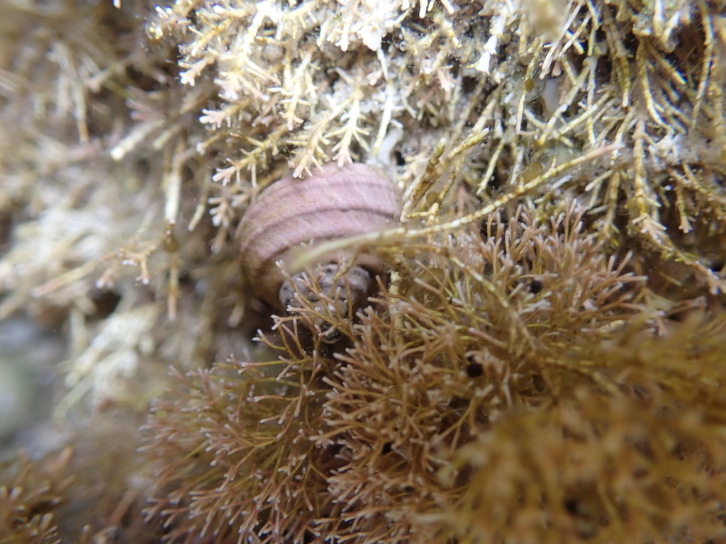 Southern ribbed top snail from Moyne - South, Victoria, Australia on ...