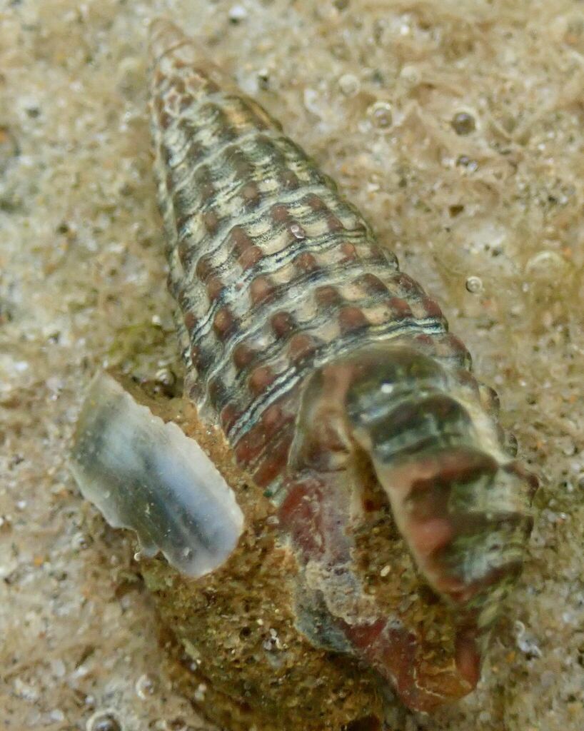 Cerith Snails and Allies from Burleigh Heads Rocky Shores QLD ...