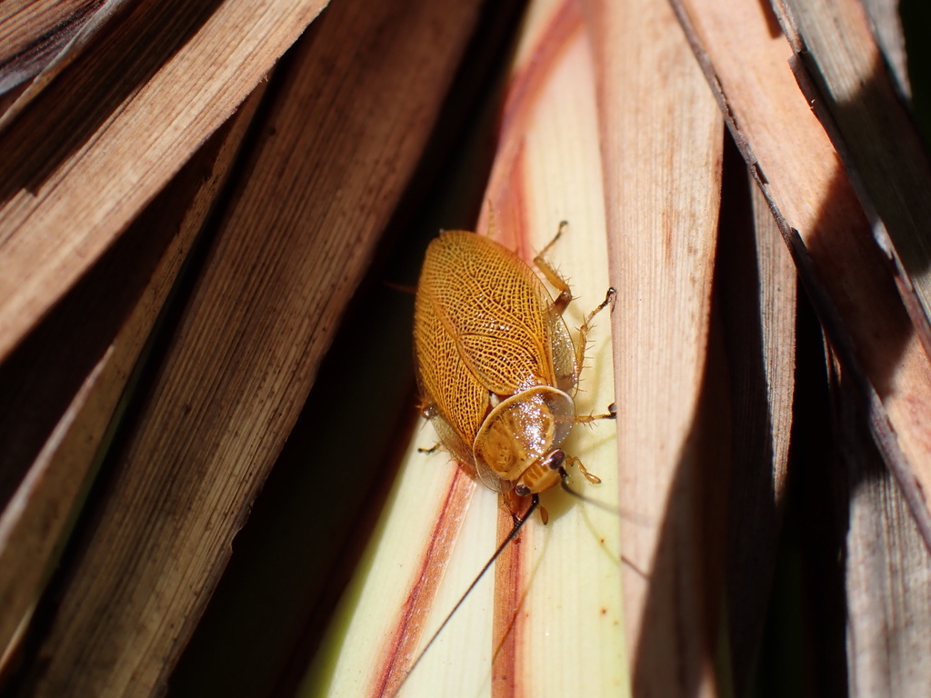 bush cockroach from Harris St, Ultimo, NSW, AU on October 18, 2023 at ...