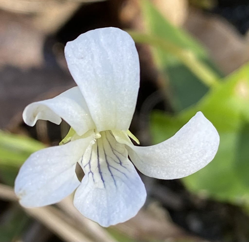 Florida Violet from Marion County, FL, USA on January 4, 2024 at 11:38 ...