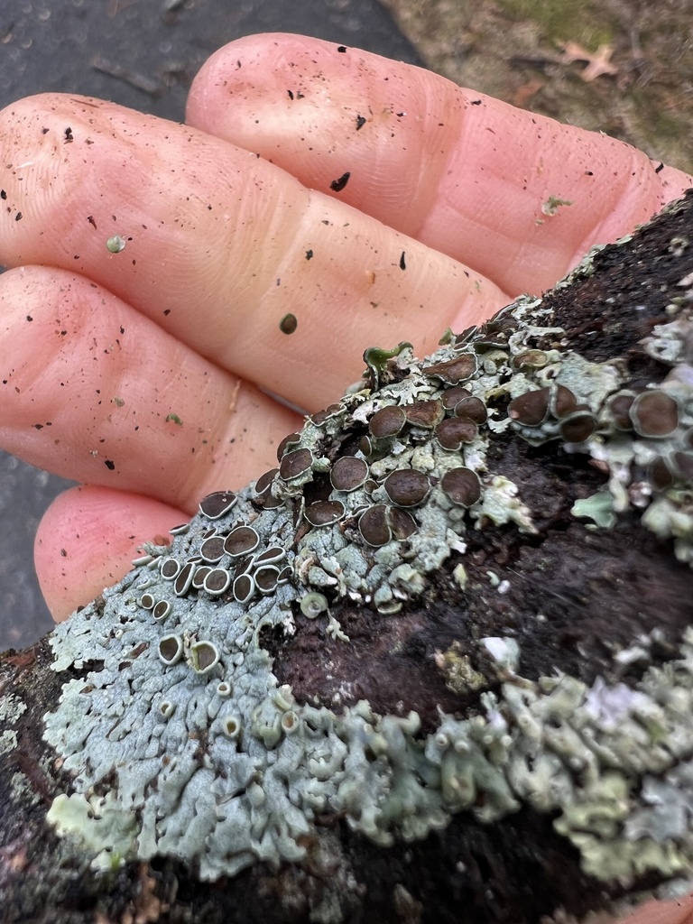 Smooth Axil-bristle Lichen from Half Crown Cir, Ashland, MA, US on ...