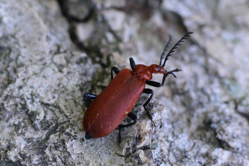Common Cardinal Beetle from 5062 Oberhof, Schweiz on May 17, 2022 at 04 ...