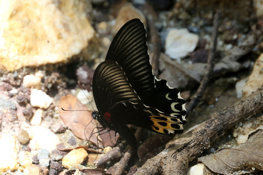 Papilio forbesi from Aceh Tenggara, Aceh, Indonésie on July 30, 2019 at ...