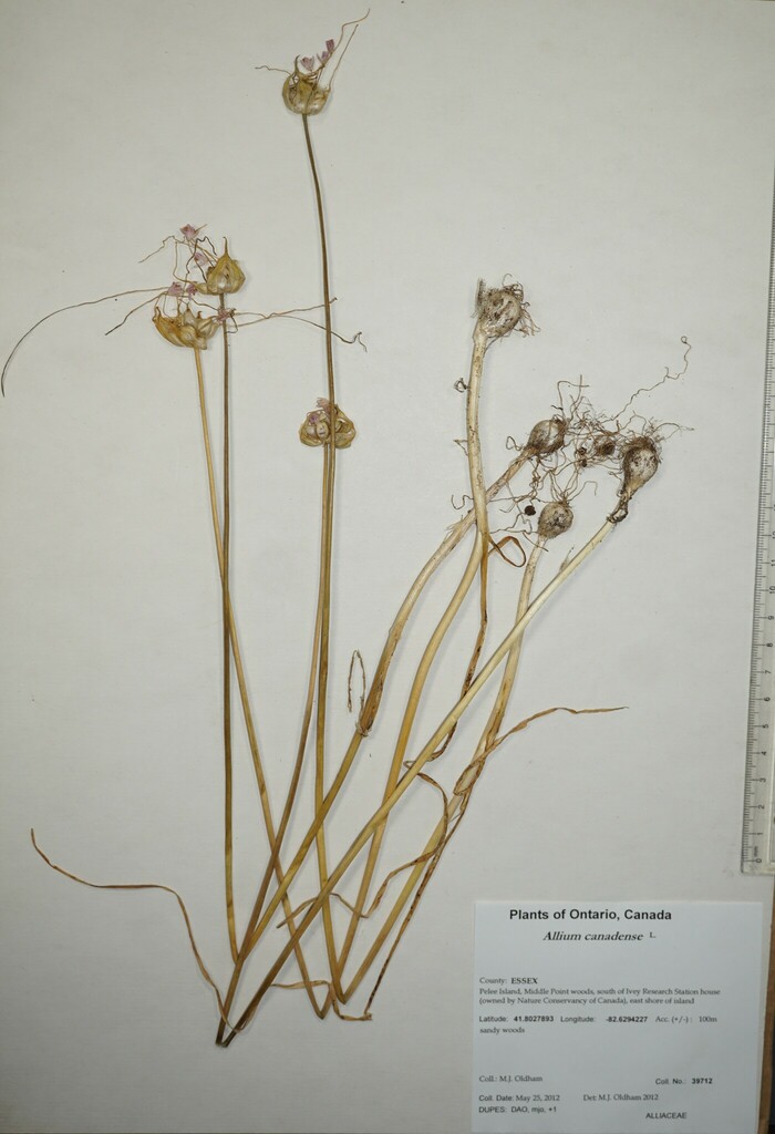 Canadian Meadow garlic from Canada, Ontario, ESSEX County, Pelee Island ...