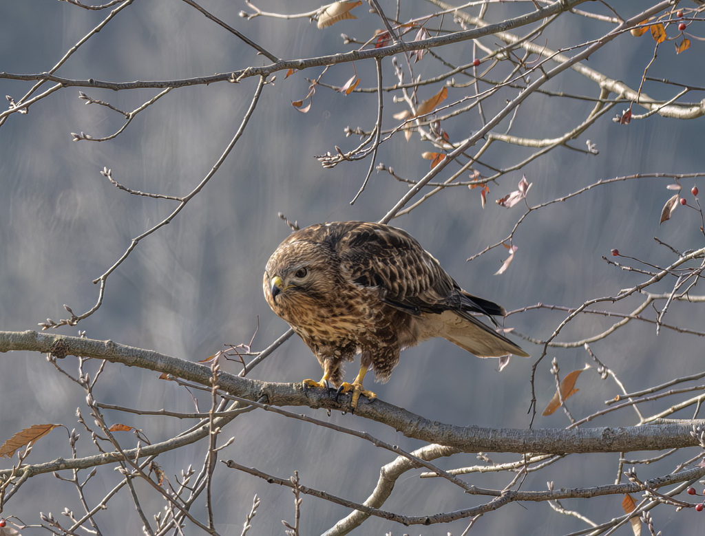 Eastern Buzzard in December 2023 by Sakern | 永隔一江水 · iNaturalist