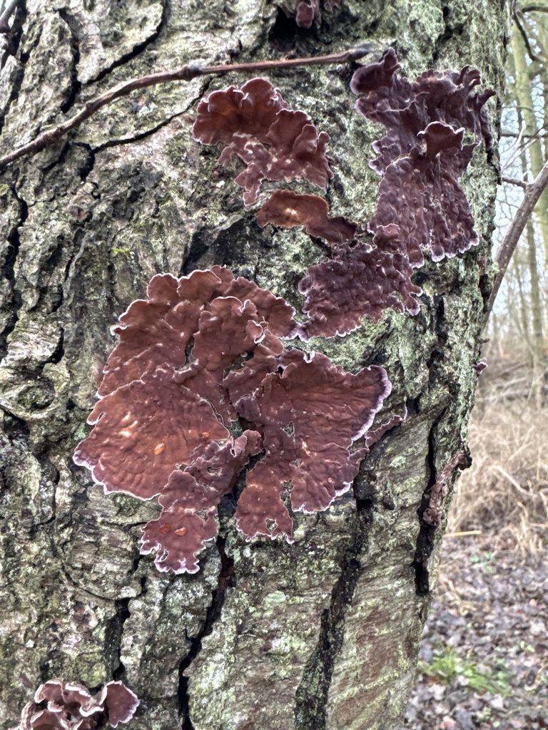 Silverleaf Fungus from The Waterside, Alnwick, England, GB on January 5 ...