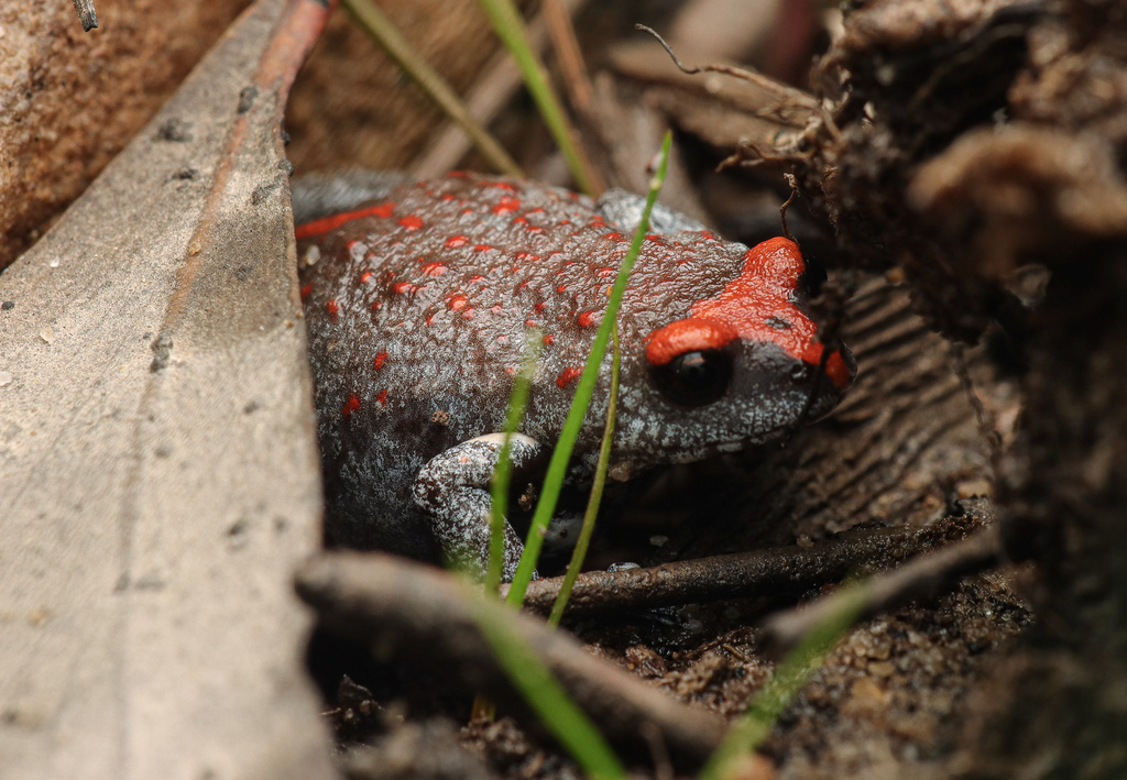 Red-crowned Toadlet from Ku-ring-gai Chase National Park, Ku-Ring-Gai ...
