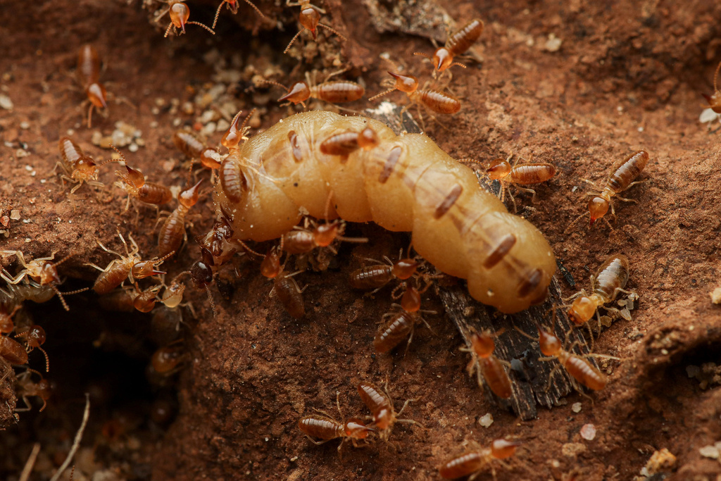 Conehead Termites from Ku-ring-gai Chase National Park, St Ives Chase ...