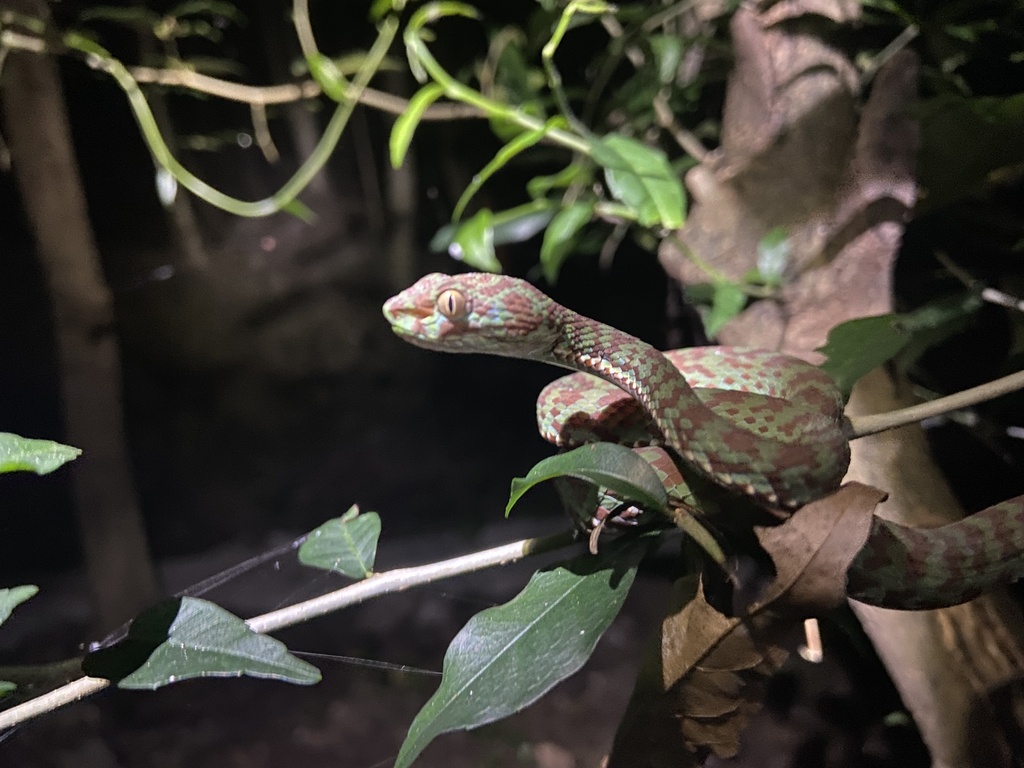 Beautiful Pitviper in January 2024 by บังบียีใบ · iNaturalist