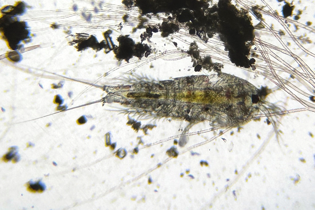 Copepods from Monroe County, FL, USA on January 3, 2024 at 09:59 AM by ...