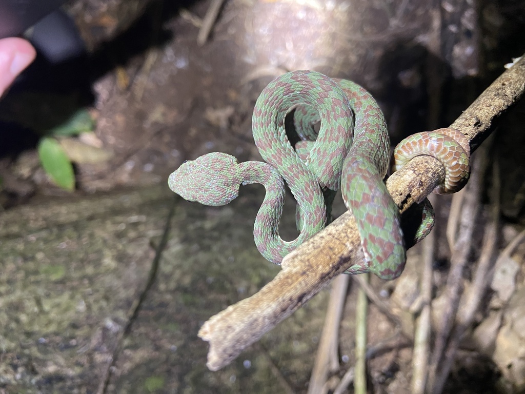 Beautiful Pitviper in January 2024 by บังบียีใบ · iNaturalist