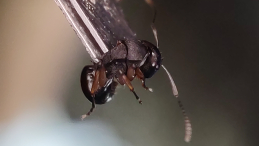 Polyrhachis Leae From St Ives Chase Nsw 2075 Australia On January 5