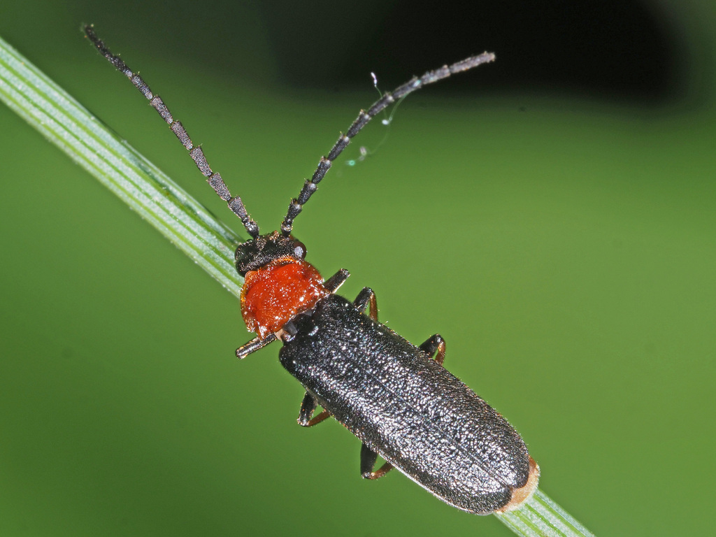 Silis ruficollis from Galgensee, Starnberg, Bayern, Deutschland on June ...