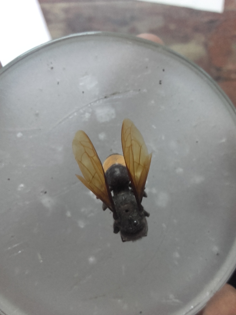 Greater Banded Hornet from Embilipitiya, LK-RN, LK on March 28, 2019 at ...