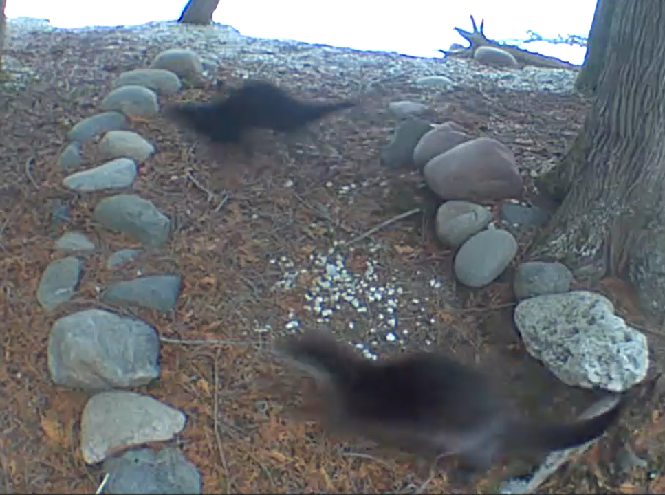Northeastern River Otter from Mackinac County, MI, USA on January 5 ...
