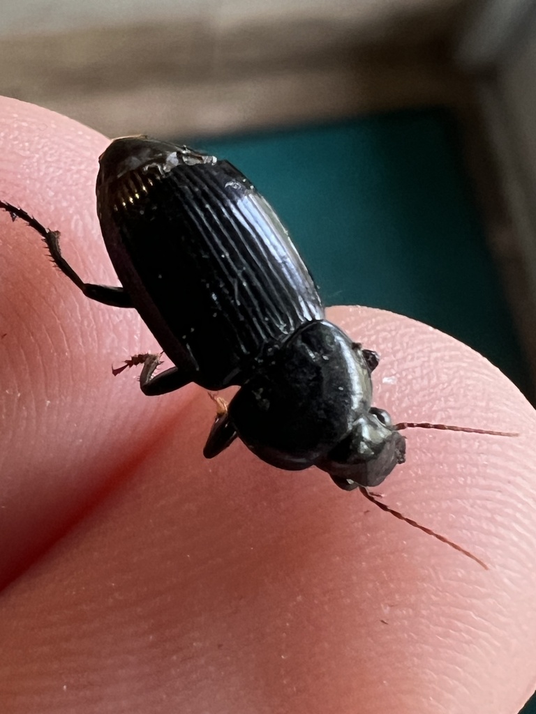 Aztecarpalus schaefferi from Governors Row, Austin, TX, US on January 5 ...