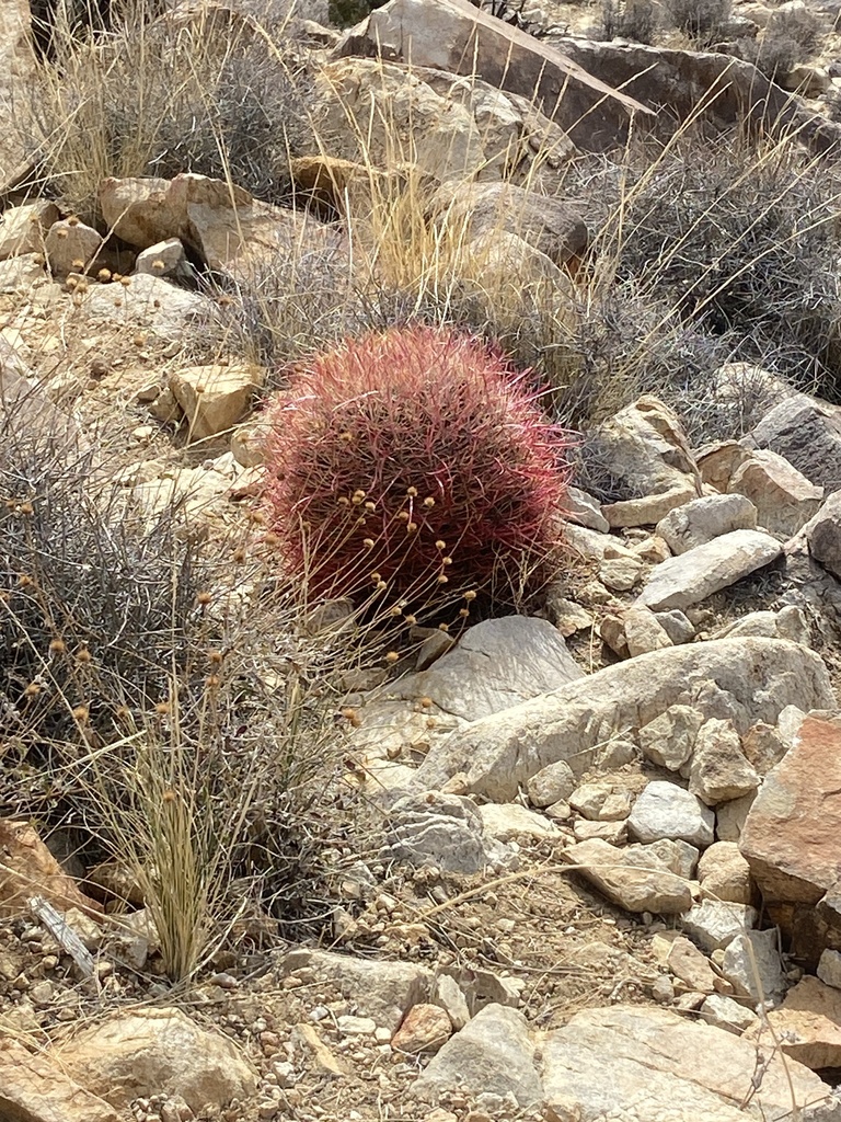 California Barrel Cactus from Joshua Tree National Park, Desert Hot ...