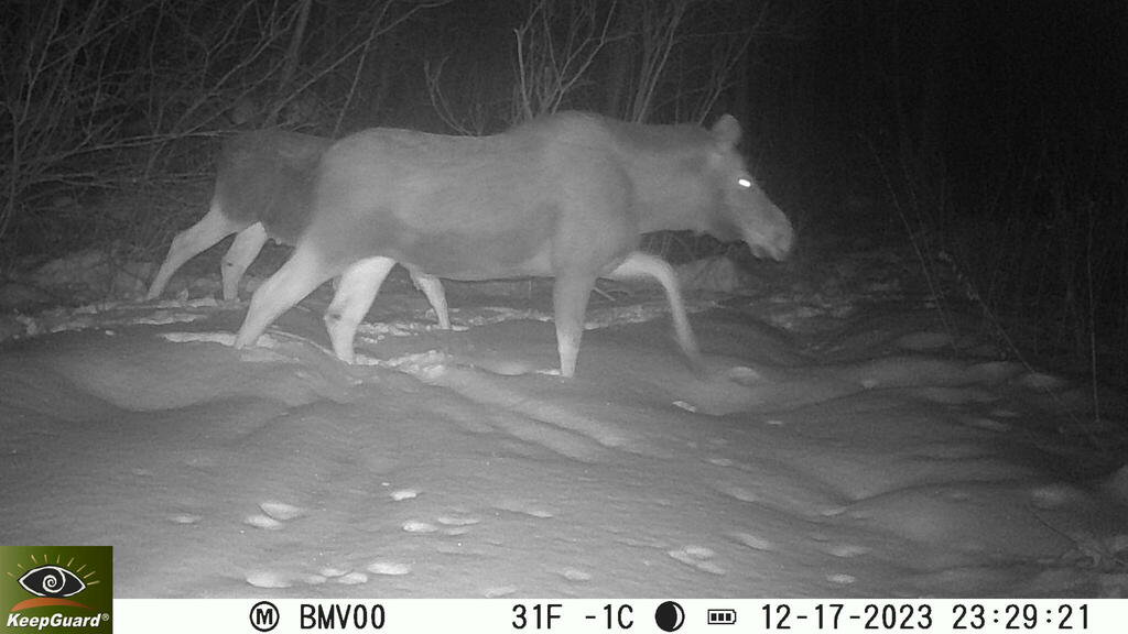European Elk from Новгородский р-н, Новгородская обл., Россия on ...