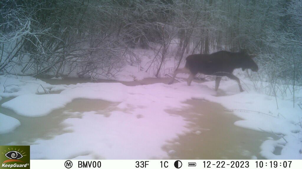 European Elk from Новгородский р-н, Новгородская обл., Россия on ...