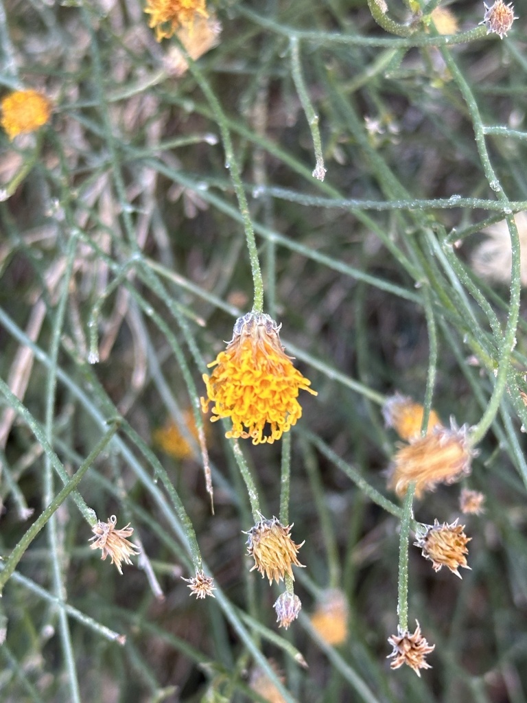 Sweetbush from Death Valley National Park, Death Valley, CA, US on January 4, 2024 at 02:30 PM ...