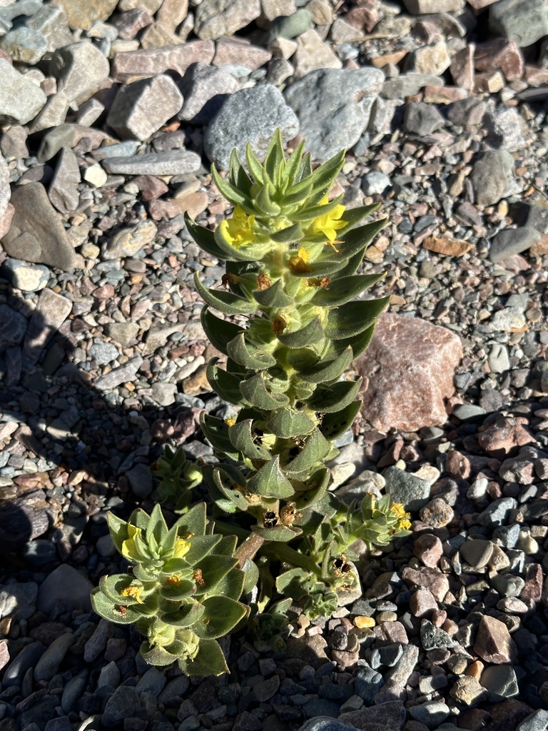 golden desert-snapdragon from Death Valley National Park, Death Valley ...
