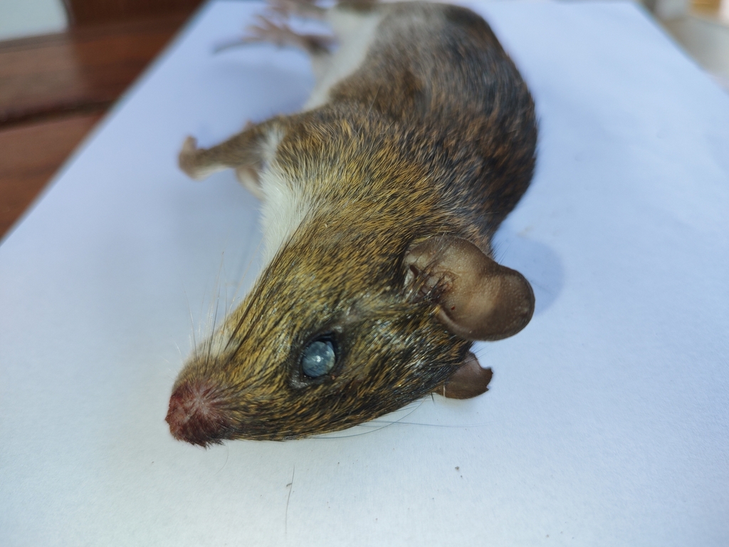 Huallaga Spiny Rat from 3RJQ+V8 Barracão - Príncipe da Beira, Costa ...