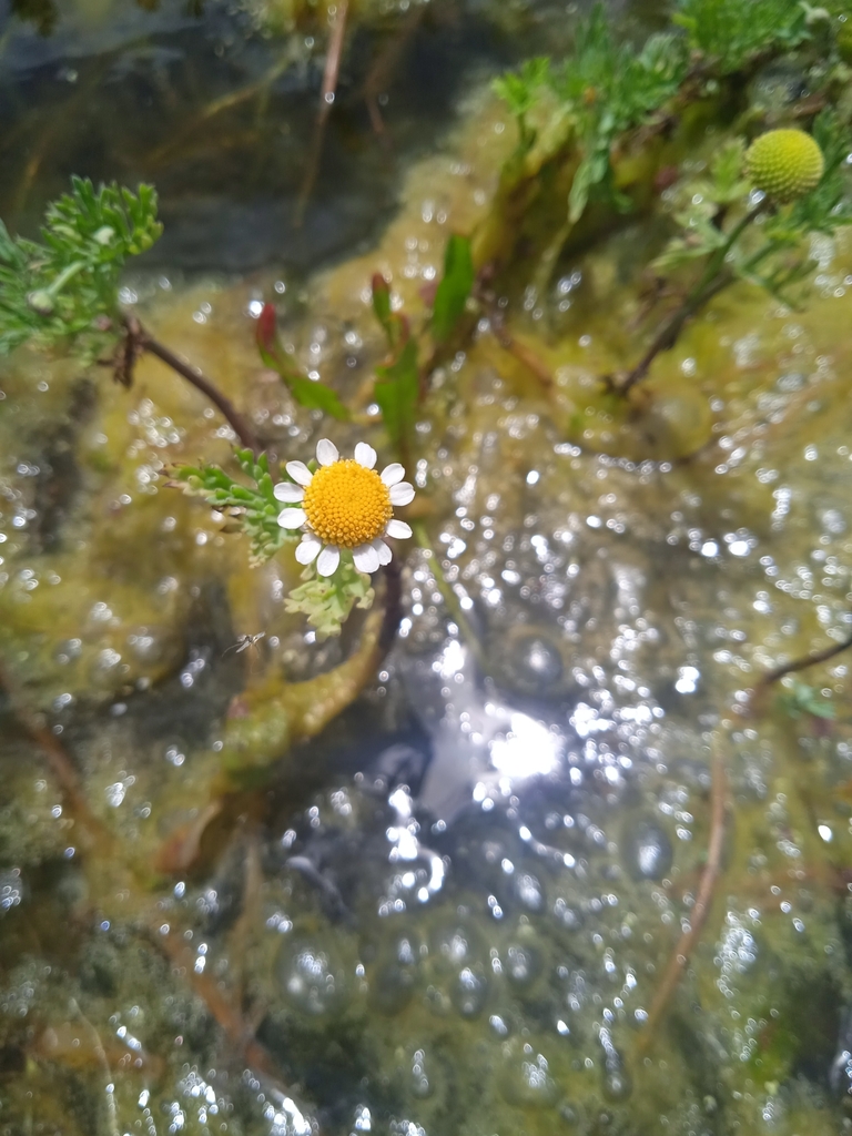 River Buttons from n.a523, UY-MA, UY on January 5, 2024 at 12:00 PM by ...