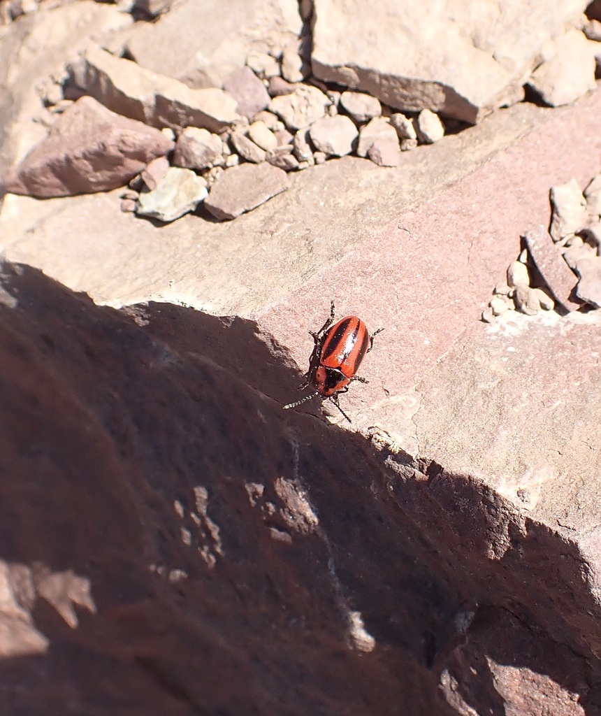 Red turnip beetle from East Kootenay, BC, Canada on July 29, 2023 at 01 ...