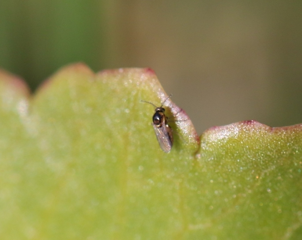 Forcipomyia taiwana from 香港天水圍濕地探索中心 on January 5, 2024 at 12:38 PM by ...