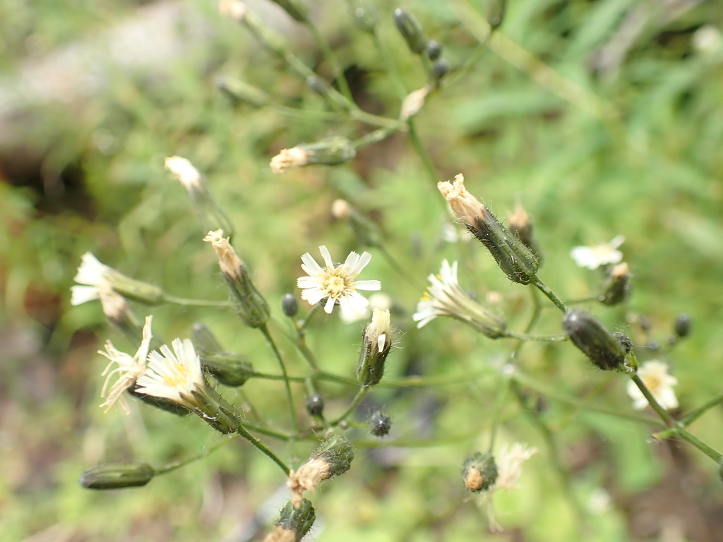 white hawkweed from East Kootenay, BC, Canada on July 29, 2023 at 03:35 ...