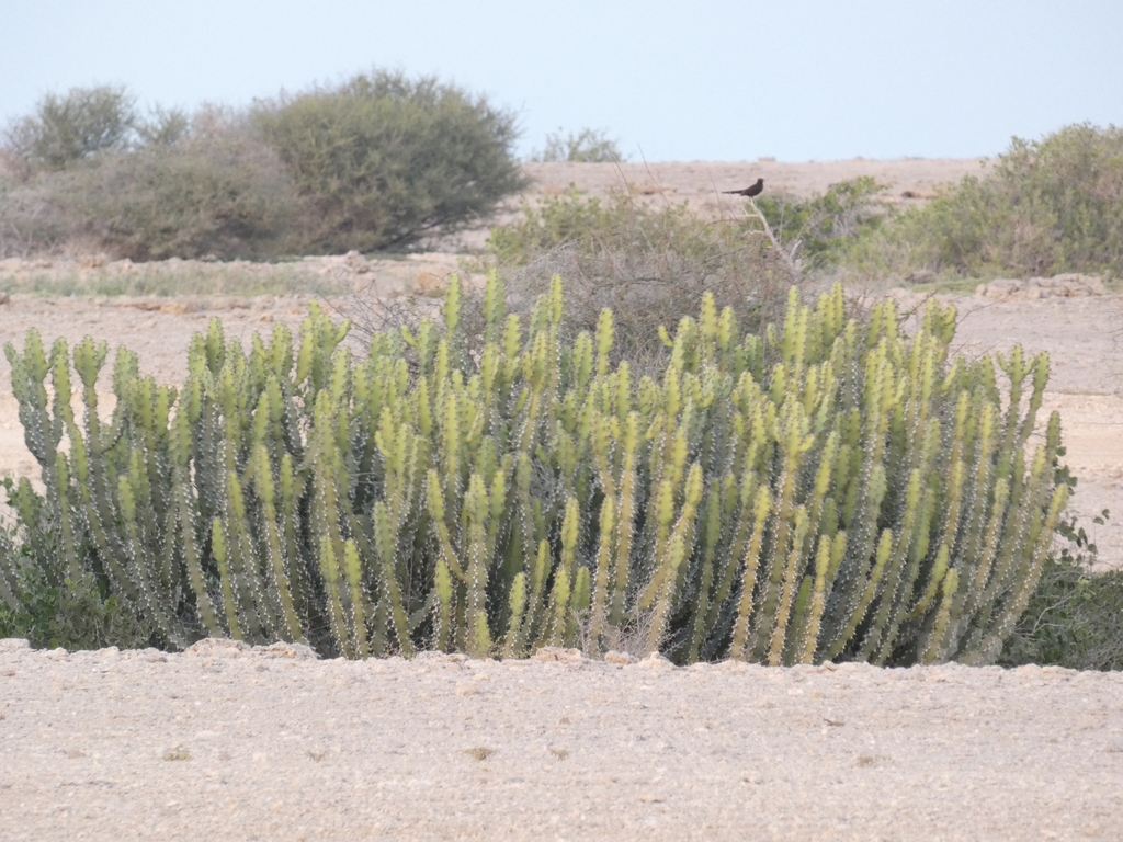 Euphorbia cactus from Farasan Saudi Arabia on December 30, 2023 at 05: ...