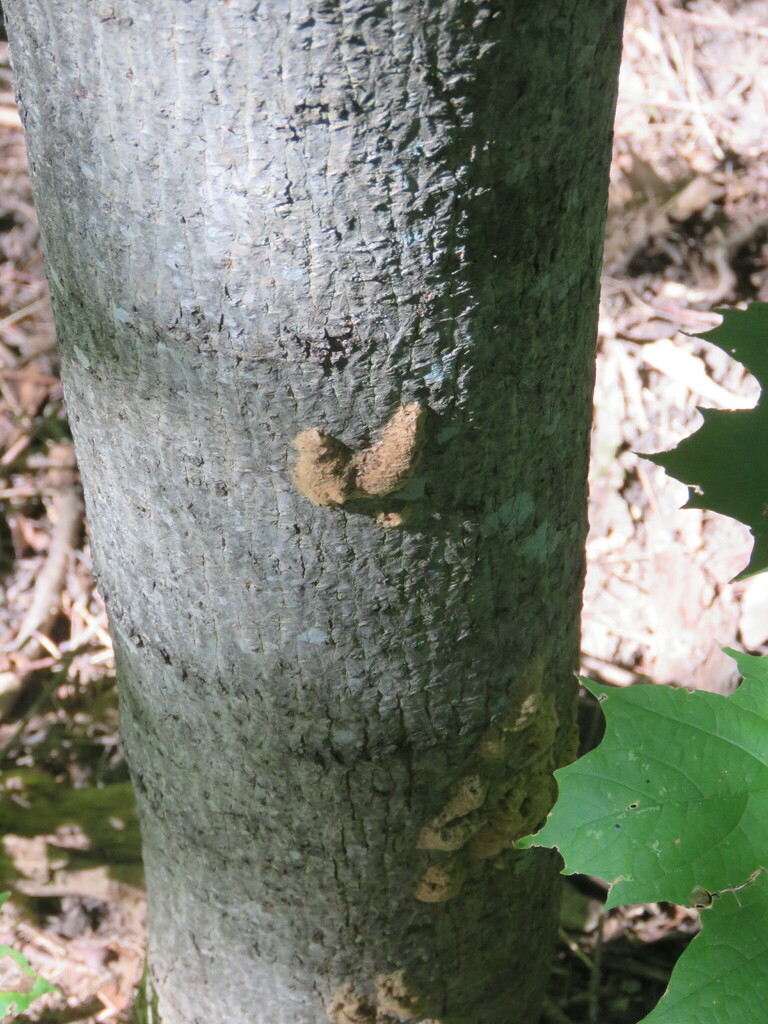 Spongy Moth from Ethan Allen Park, 1006 North Ave, Burlington, VT 05408 ...