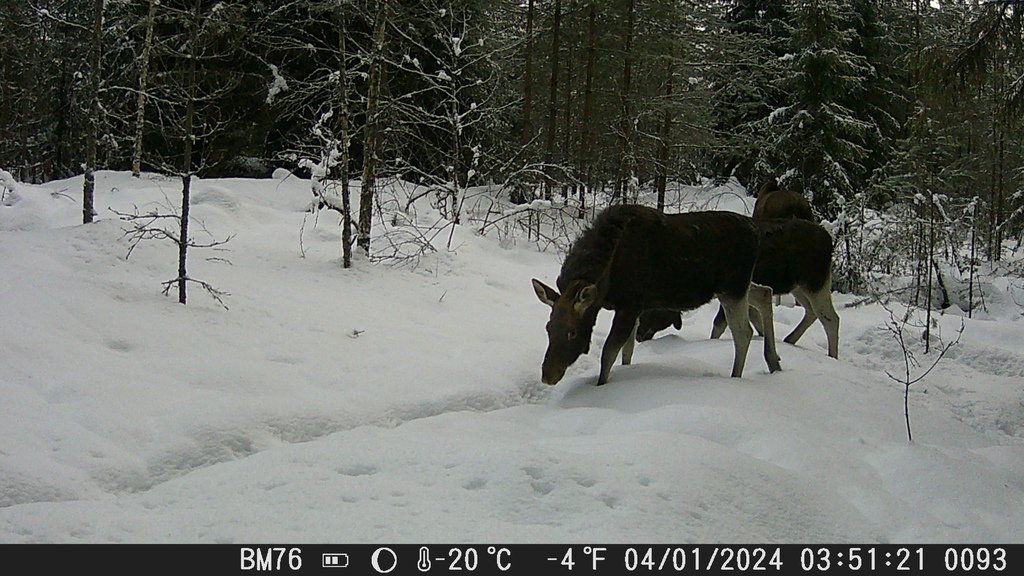 European Elk from Новгородский р-н, Новгородская обл., Россия on ...