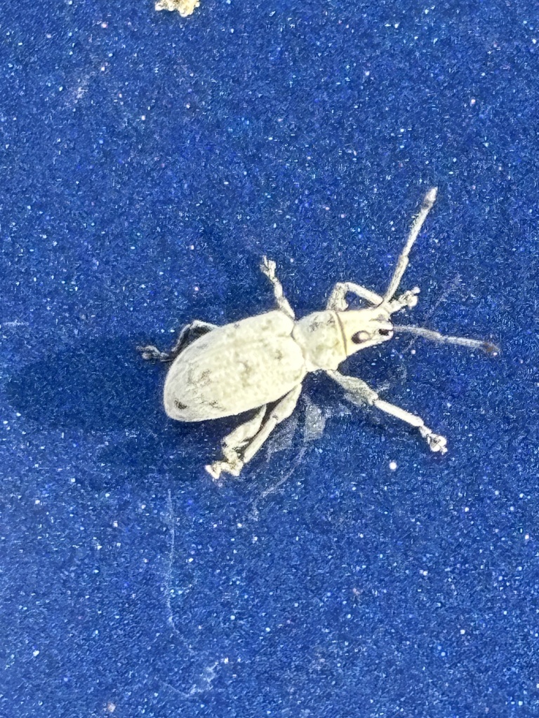 Sri Lanka Weevil from The Florida Aquarium Parking lot, Tampa, FL, US ...
