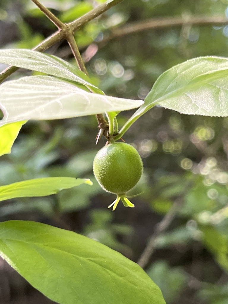 Randia armata from Aquidauana, BR-MS, BR on January 5, 2024 at 07:30 AM ...