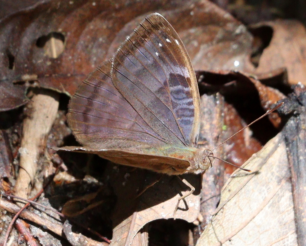 Euriphene from Twifo Hemang Lower Denkyira, Ghana on December 12, 2023 ...