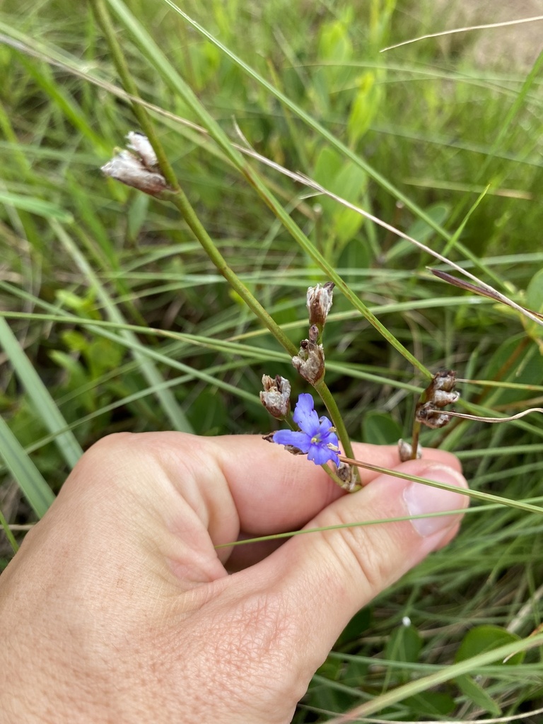 Khahla Capeblue from Krantzkloof Nature Reserve, Kloof, KZN, ZA on ...