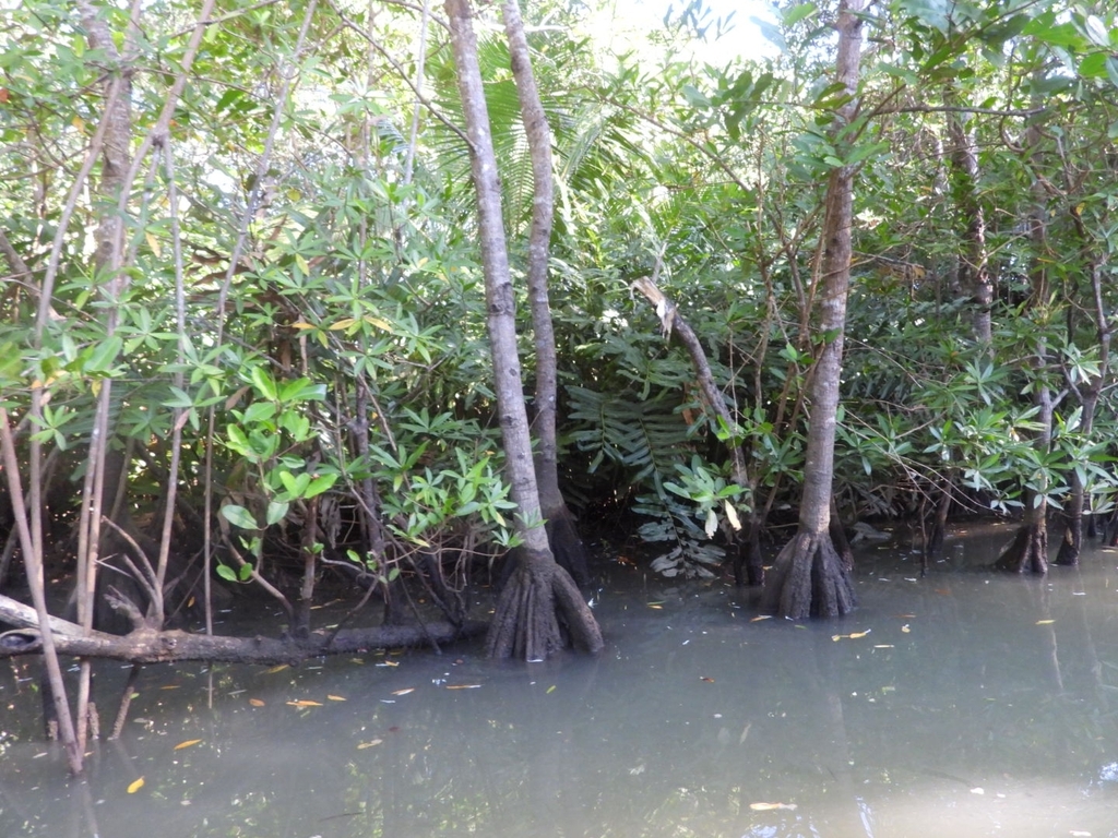 Tea Mangrove in January 2024 by tigran82 · iNaturalist