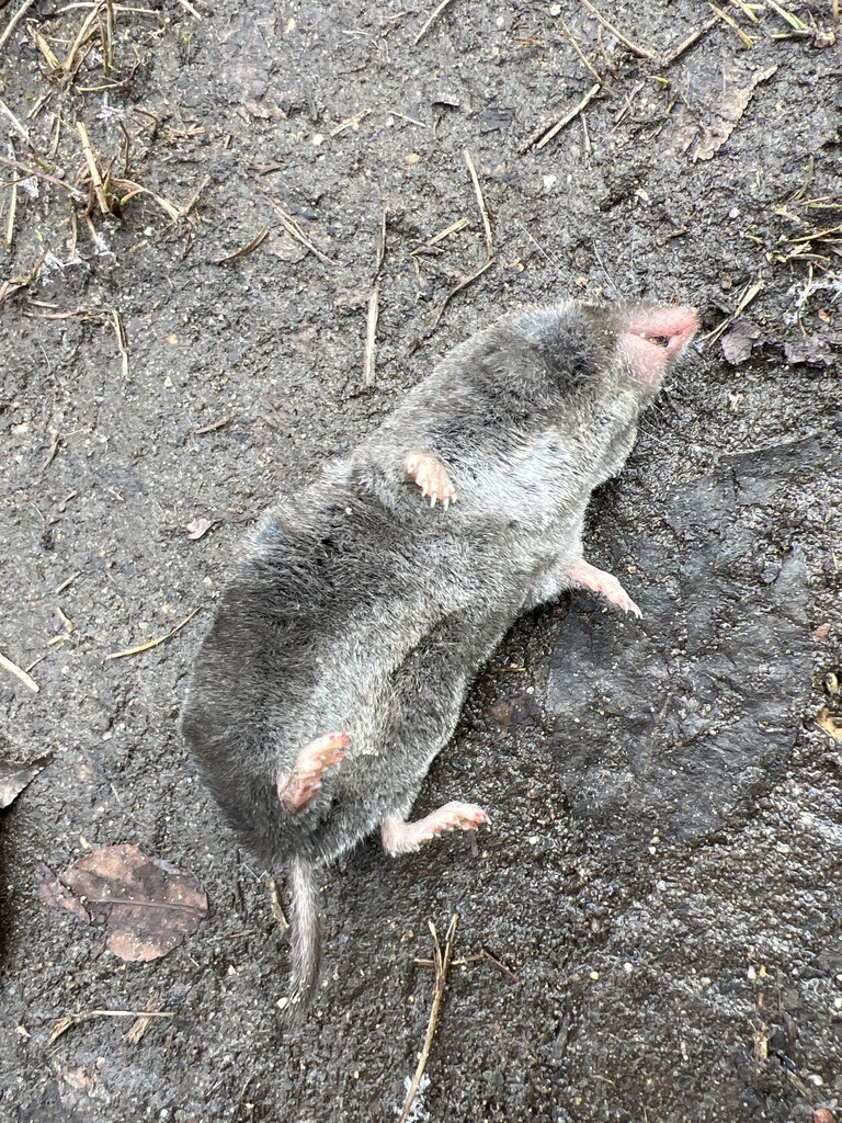 Northern Short-tailed Shrew from Barton Nature Area, Ann Arbor, MI, US ...