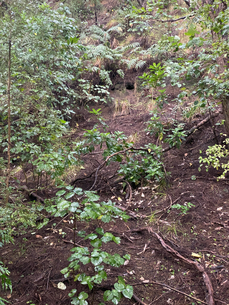 Kiwis from Waikanae Beach, Wellington, New Zealand on December 29, 2023 ...