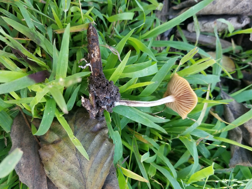 Psilocybe allenii from Lake Merritt, Oakland, CA on December 23, 2023 ...