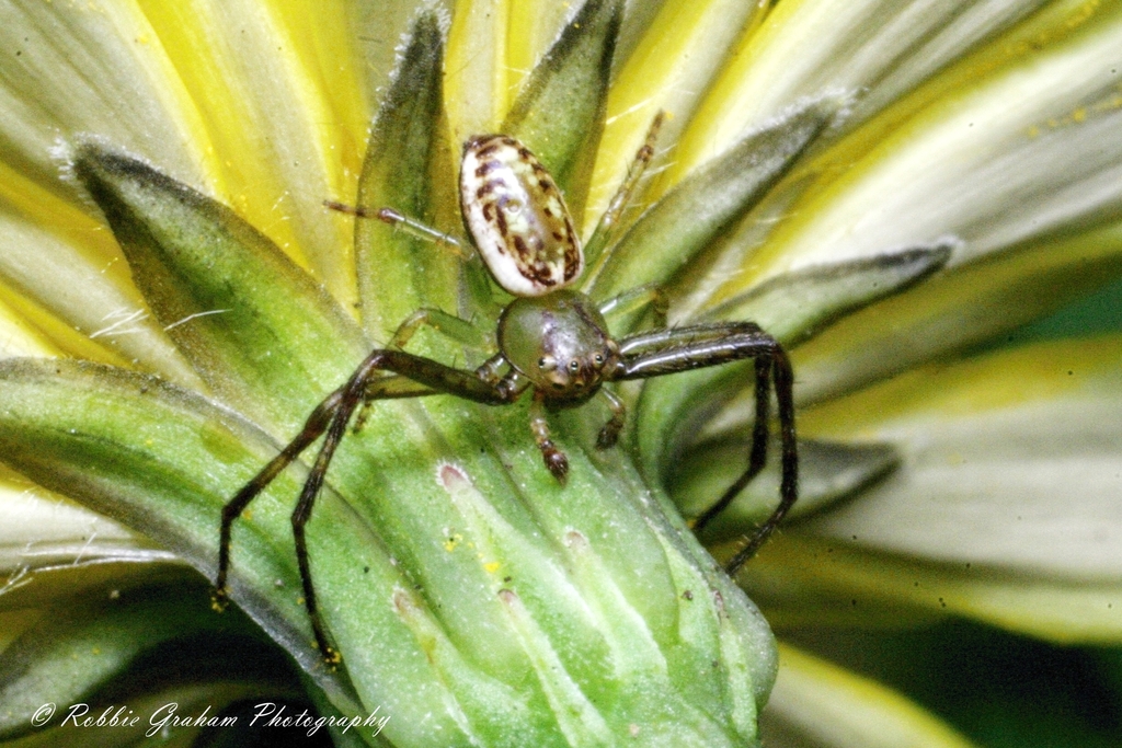 Diaea ambara from 141 State Highway 1, Waitahanui 3378, New Zealand on ...