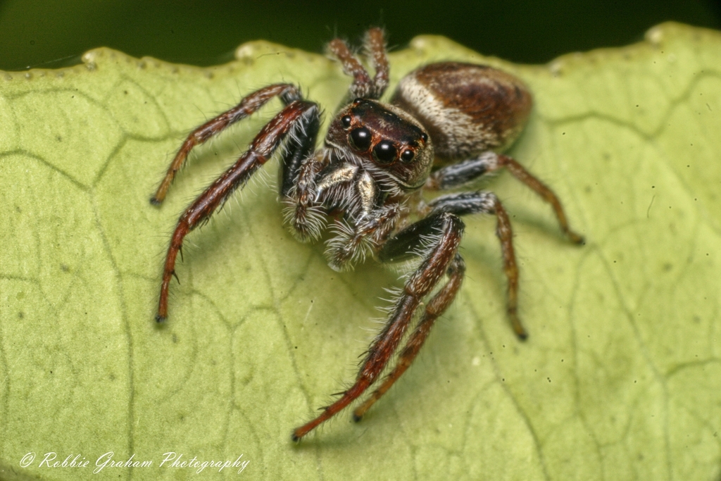 Cyclops Jumping Spider from 141 State Highway 1, Waitahanui 3378, New ...