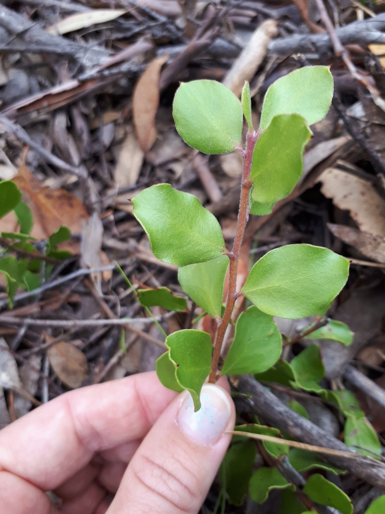 Persoonia marginata from Cullen Bullen NSW 2790, Australia on May 4 ...