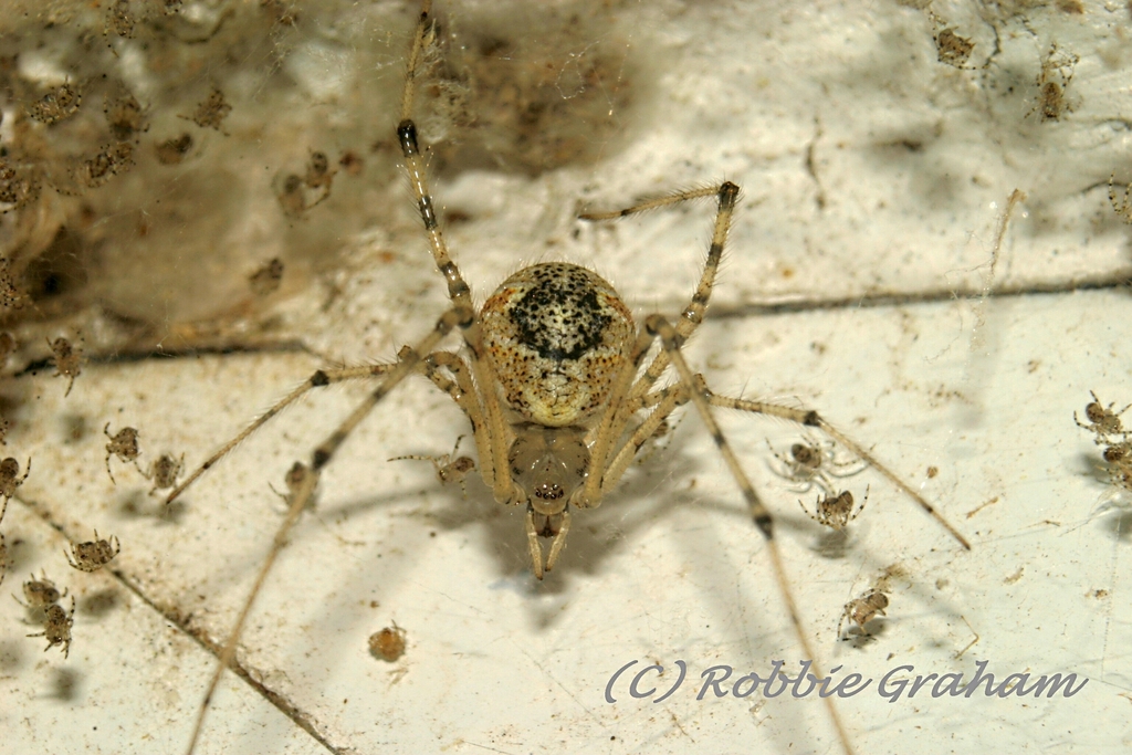 White porch spider from 141 State Highway 1, Waitahanui 3378, New ...